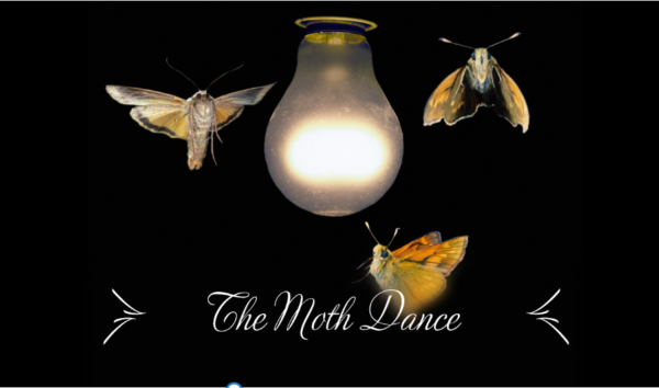 The Moth Dance - MindMarina